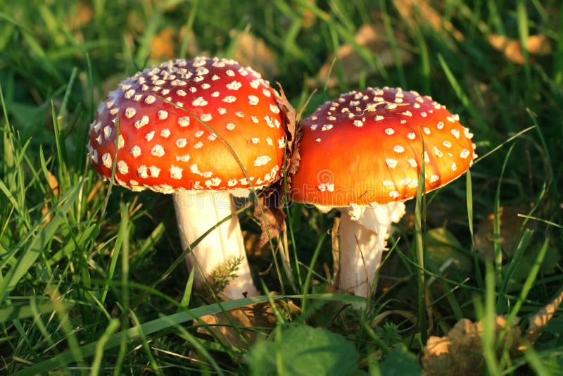 Toadstools Picture. Image: 6136885