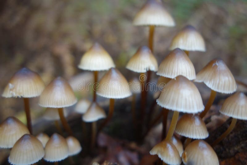 Toadstools in Autumn stock image. Image of autumn, woodland - 164245685