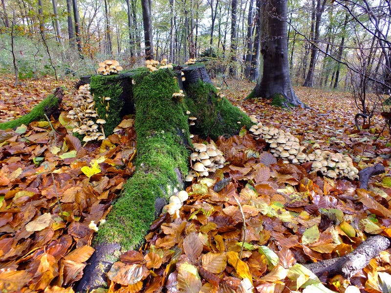 Toadstools in autumn stock image. Image of growing, woods - 96277869