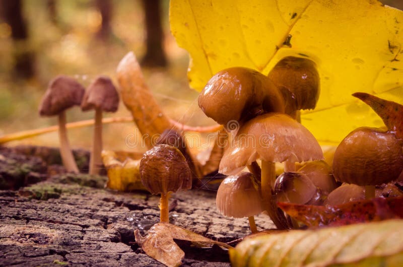 Toadstools are in an Autumn Park Stock Image - Image of autumn, sunny ...