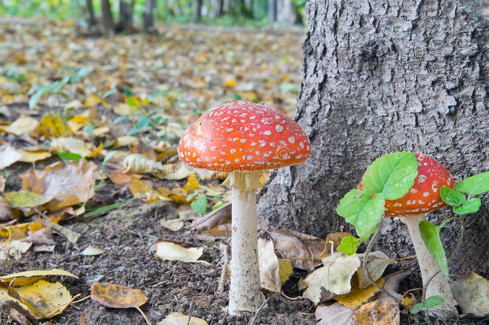 Toadstools stock image. Image of forest, ground, food - 36176735