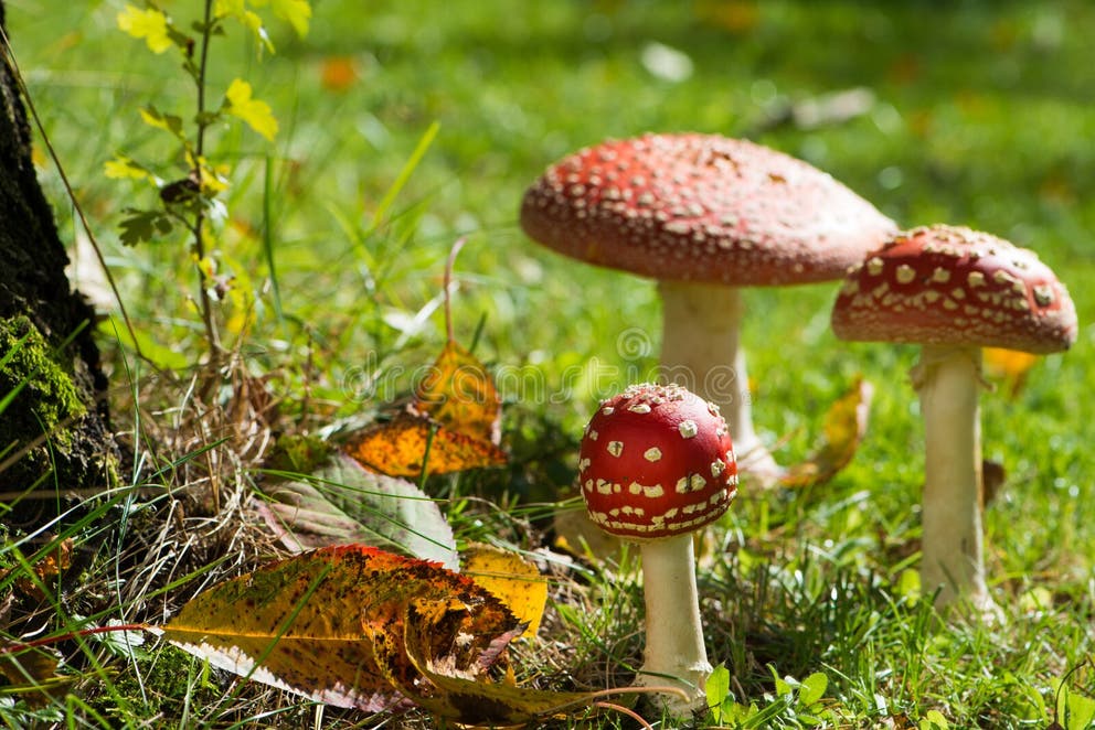 Toadstools stock photo. Image of luck, devil, amanita - 34403316