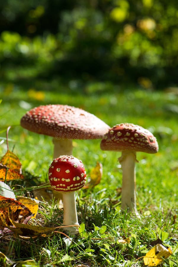 Toadstools stock photo. Image of luck, devil, amanita - 34403316
