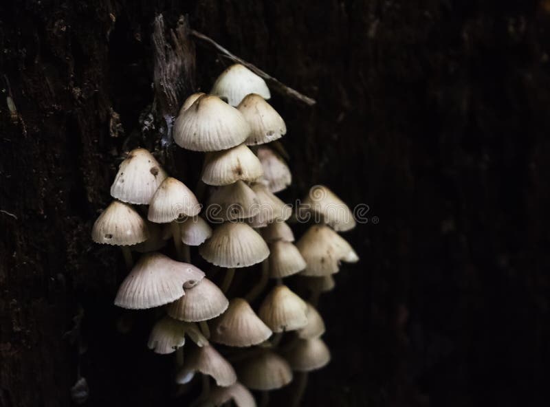 Toadstools on a Dark Background Stock Image - Image of fungi, shade ...