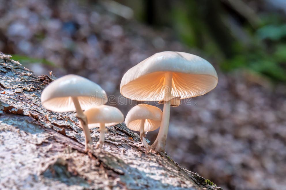Toadstools Family on the Log Stock Photo - Image of poison, grow: 86679094