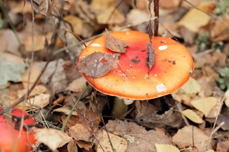Toadstools in the Forest in Autumn, - Inedible Mushrooms of Red Color ...
