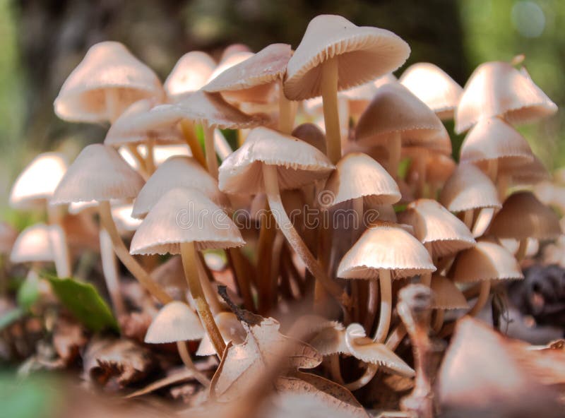 Wild Toadstools Growing in a Clump in a Tree Stock Photo - Image of ...