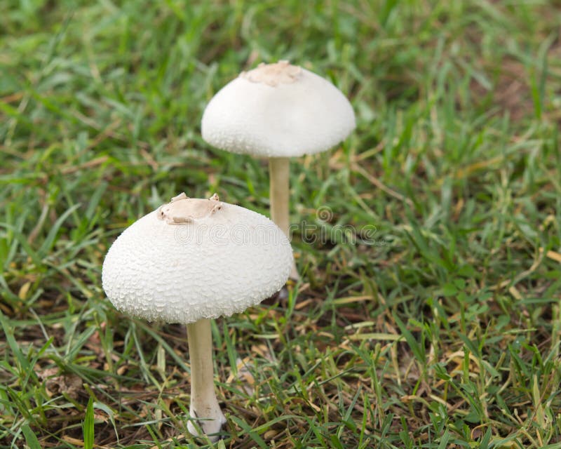 Toadstools on Forest lawn stock photo. Image of toadstool - 125403012