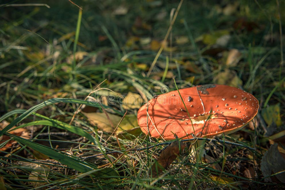 Toadstools in Forest Under Tree in Grass Stock Image - Image of closeup ...