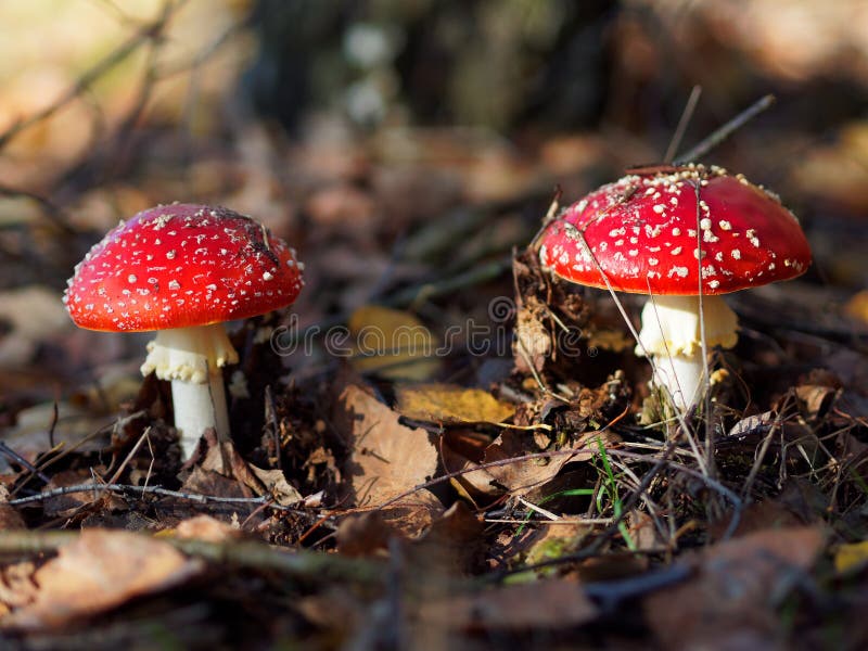 Toadstools stock photo. Image of nature, botanical, gardening - 34759104