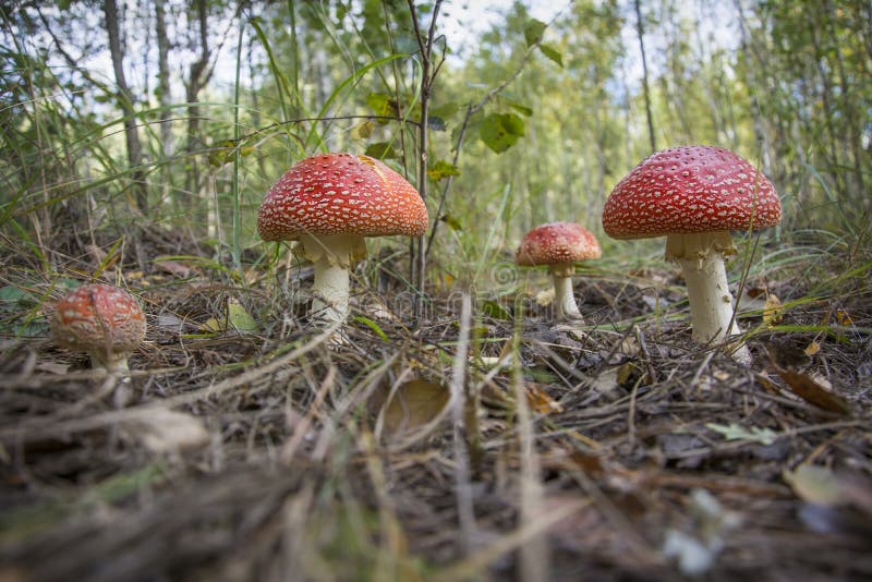 Toadstools in the grass. stock image. Image of decoration - 128402787