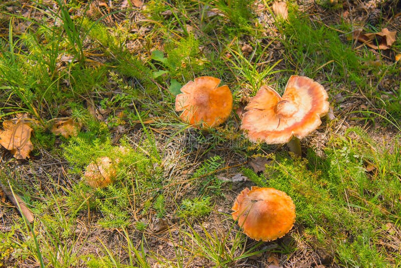 Toadstools in the grass stock photo. Image of medicine - 105277182