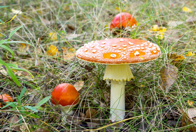 Orange toadstool stock photo. Image of danger, fungus - 44347952