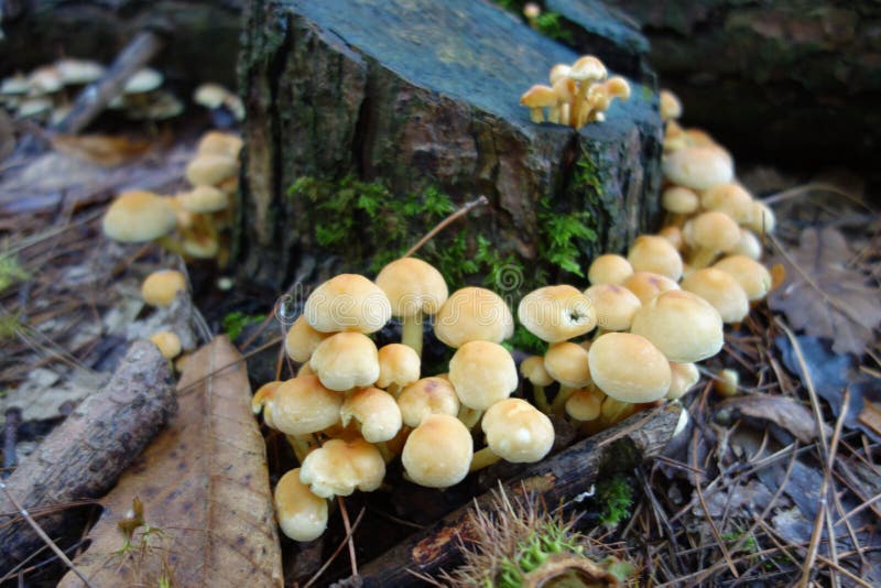 Toadstools Growing Around a Tree Stump Stock Photo - Image of ...