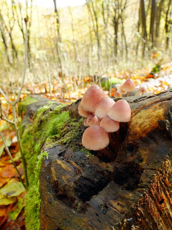 Toadstools stock image. Image of landscape, beech, hypholoma - 102164167