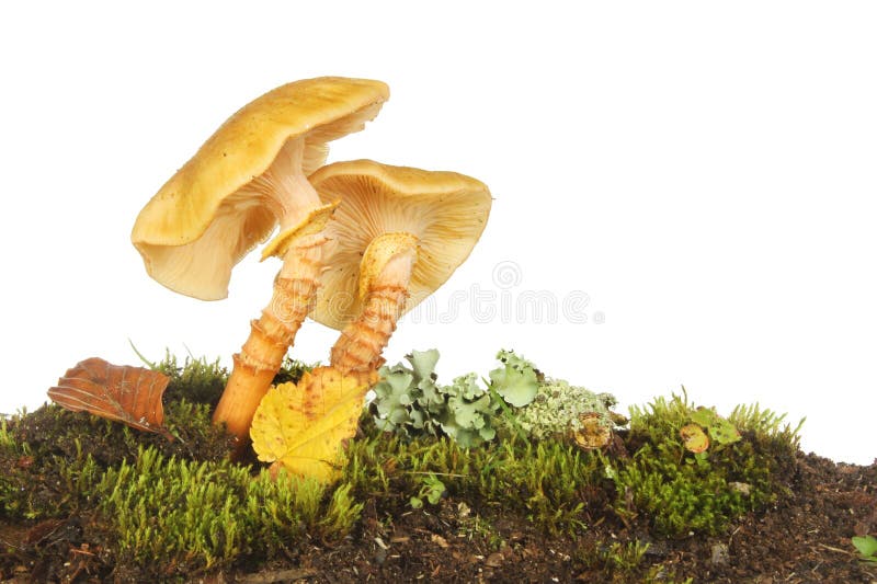 Yellow toadstool fungi stock image. Image of background - 104192735