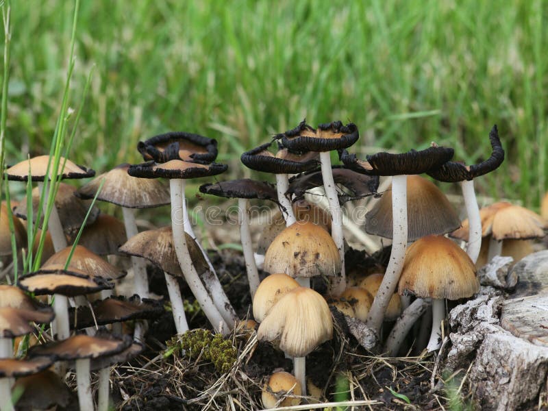 Toadstools stock image. Image of decay, parasite, rain - 31346383