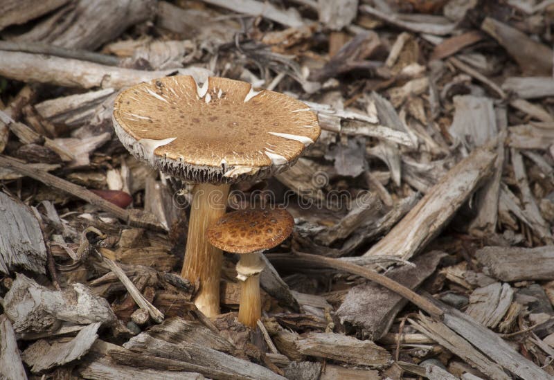 Toadstools stock image. Image of mushrooms, growth, autumn - 69431331