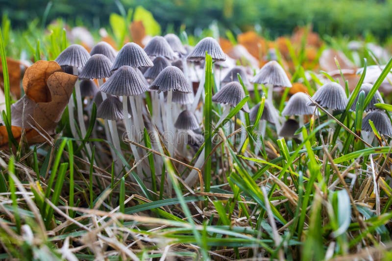 Toadstools Growing in the Park Stock Photo - Image of water, nature ...