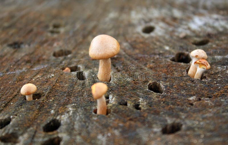 Toadstools Growing Through Tree Stump. Stock Photo - Image of bark ...