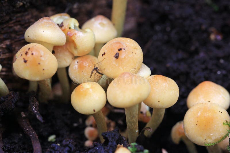 Toadstools stock photo. Image of moss, toadstool, tree - 58582562
