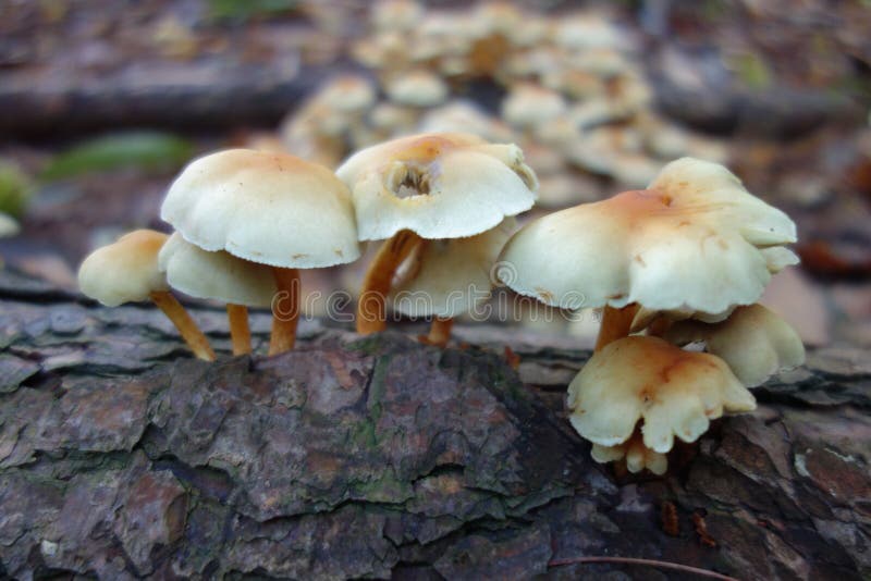 Toadstools on a Log stock photo. Image of fall, autumn - 161252716