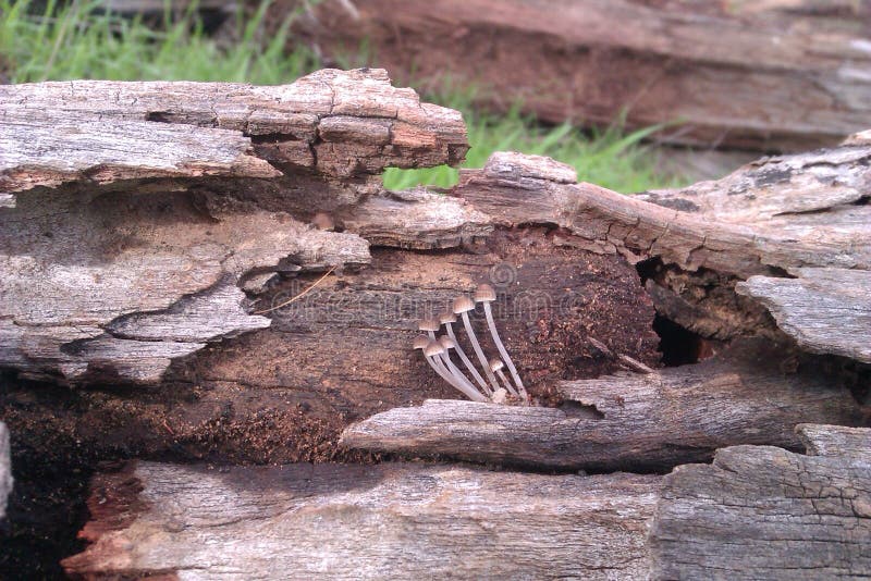 Toadstools on a Log stock image. Image of mushroom, fungus - 58544747