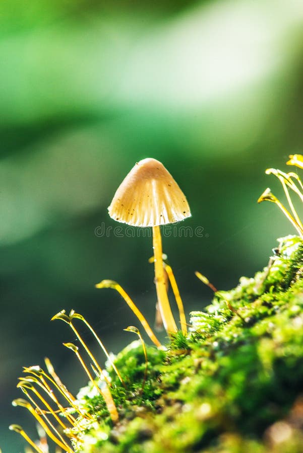 Toadstools stock photo. Image of nature, botanical, gardening - 34759104