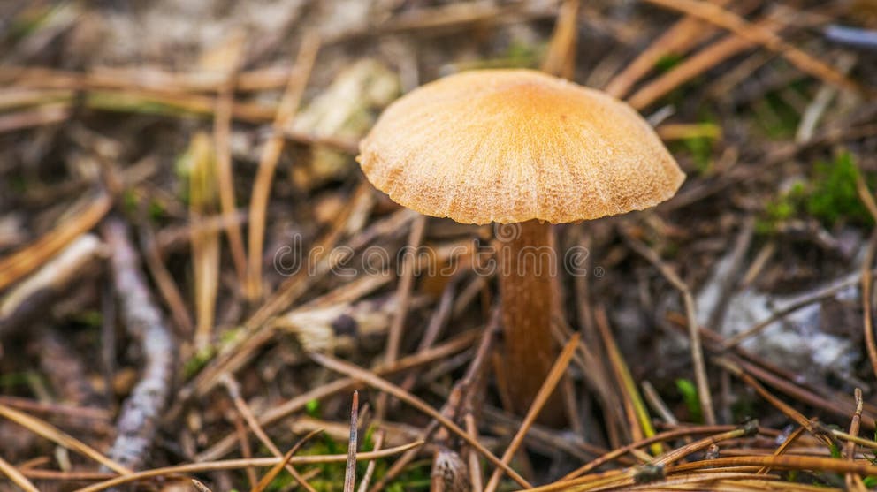Toadstools on mossy stump. stock photo. Image of green - 63321178
