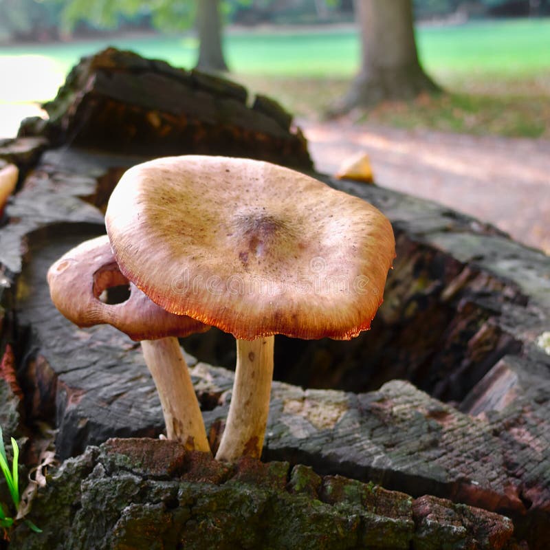 Toadstools-mushrooms on the Tree Stock Photo - Image of fairy, october ...