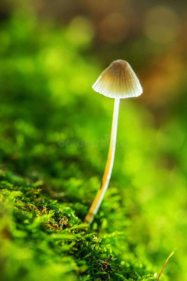 Toadstools stock photo. Image of growth, natural, detail - 41684510