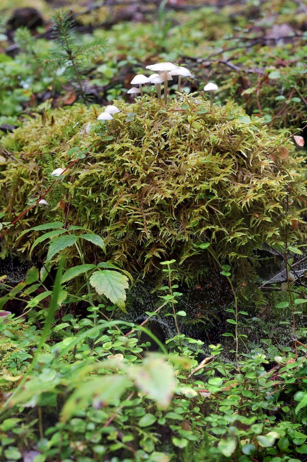 Toadstools stock image. Image of detail, plants, poison - 76640029