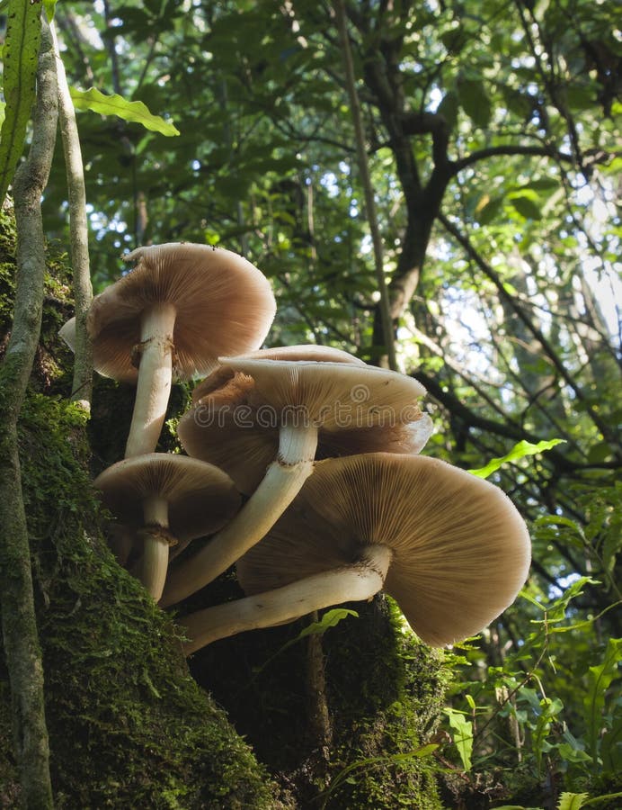 Toadstools on tree stock photo. Image of group, capped - 70106800