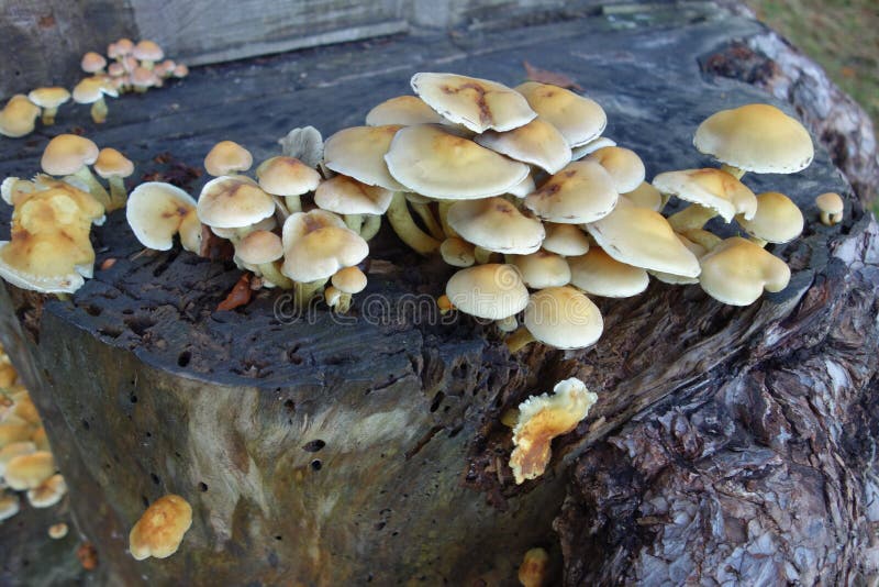 Toadstools on a Tree Stump stock image. Image of mushroom - 161251219