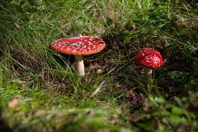 Toadstools stock photo. Image of season, plants, solitude - 56877558