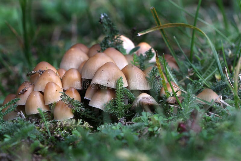 Toadstools on Urban House Lawn. Stock Photo - Image of residential ...