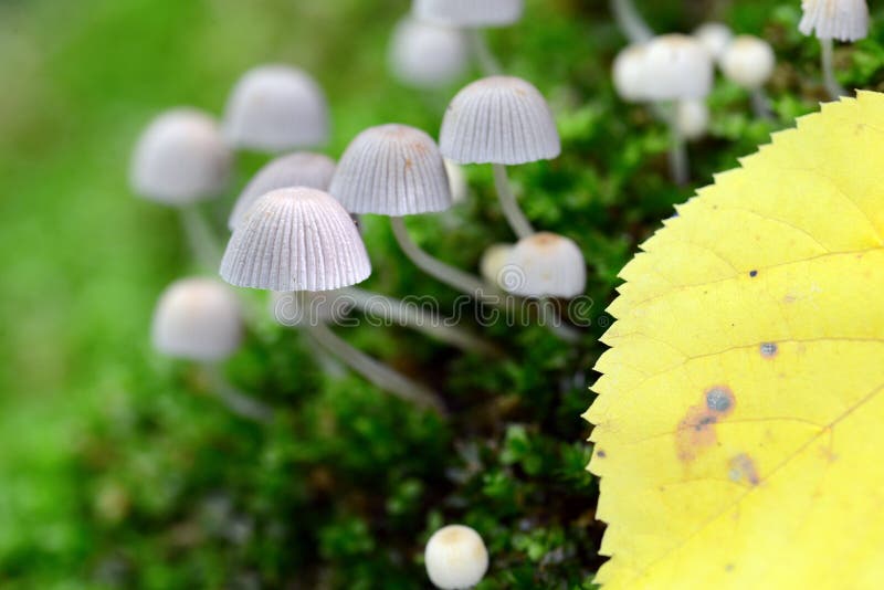 Yellow Toadstools stock photo. Image of grass, macro - 31346406