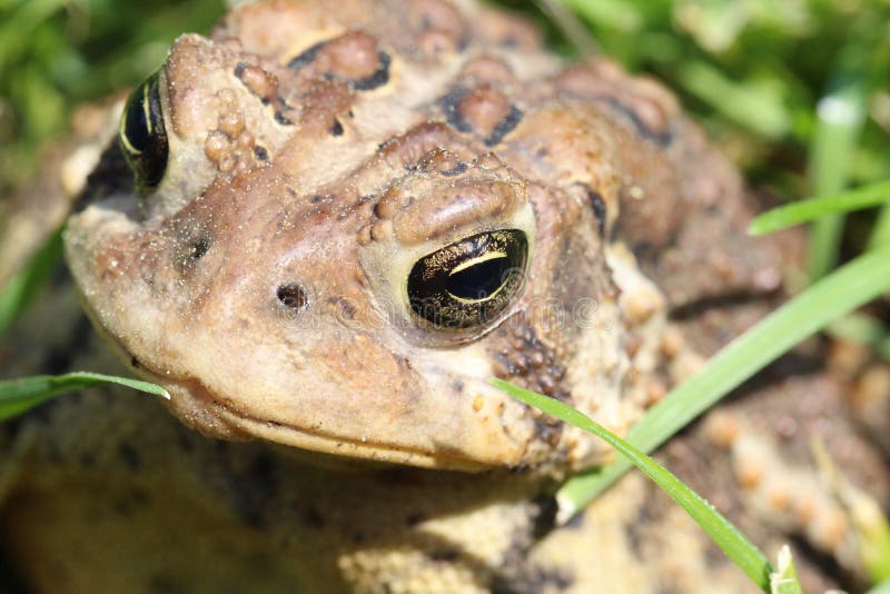 Toady stock photo. Image of warts, grass, herptile, reptile - 32343756