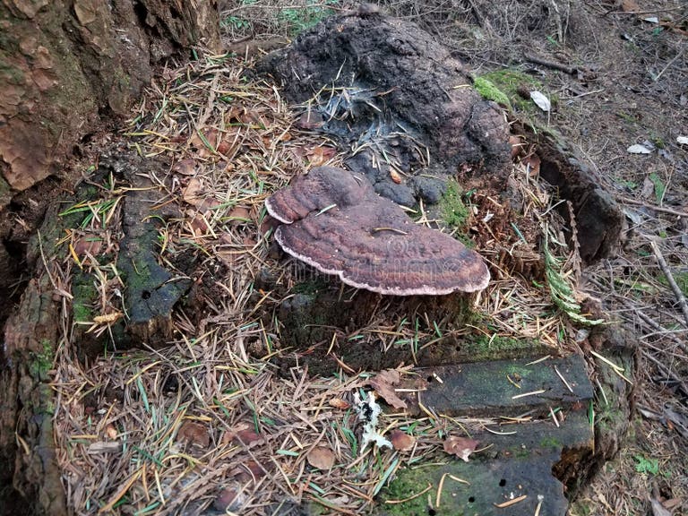 Toady stock photo. Image of tree, toady, toad, love - 116306870