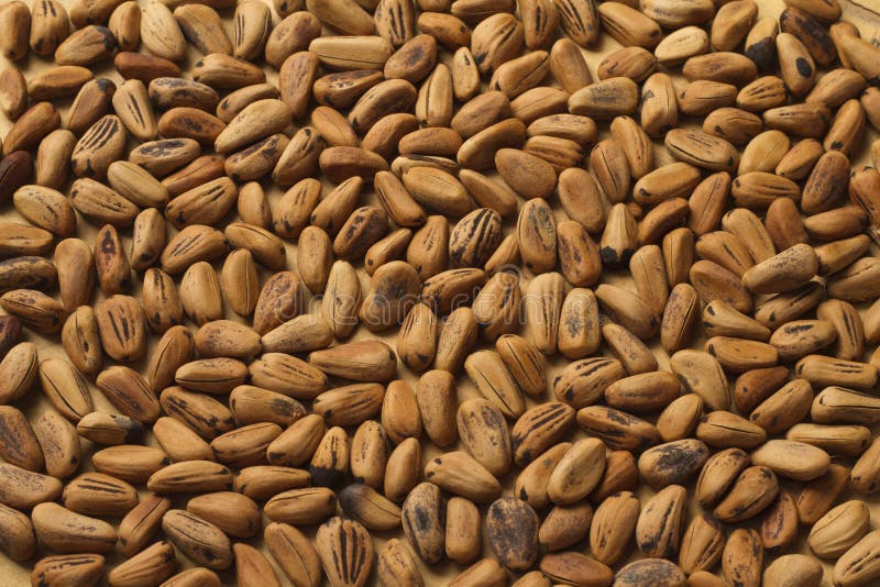 Toasted pinions stock image. Image of organic, ingredient - 30415731