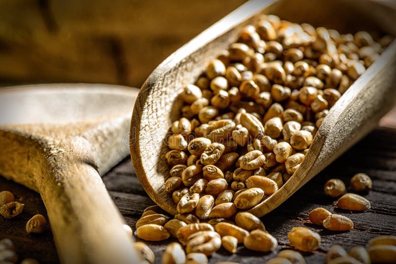 Toasted wheat stock photo. Image of grain, scoop, food - 91328956