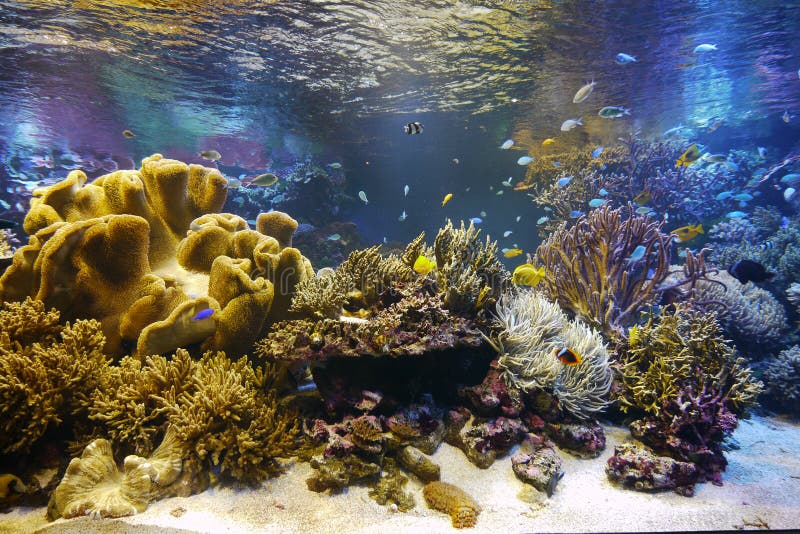 Toba Aquarium stock image. Image of coral, underwater - 19945731