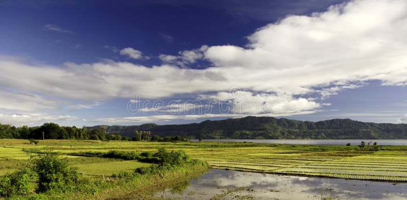 Indonesia; Sumatra; Orang Utan Stock Photo - Image of borneo, mammal ...