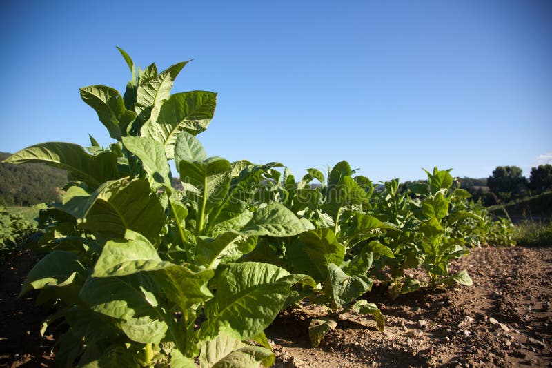 Tobacco stock photo. Image of landscapes, harvest, tobacco - 15426396
