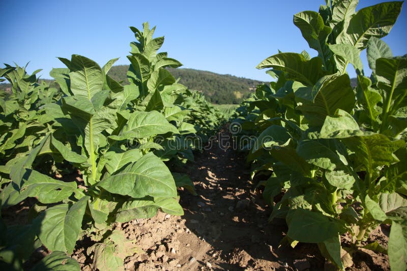 Tobacco stock photo. Image of cigarette, green, fields - 14018938