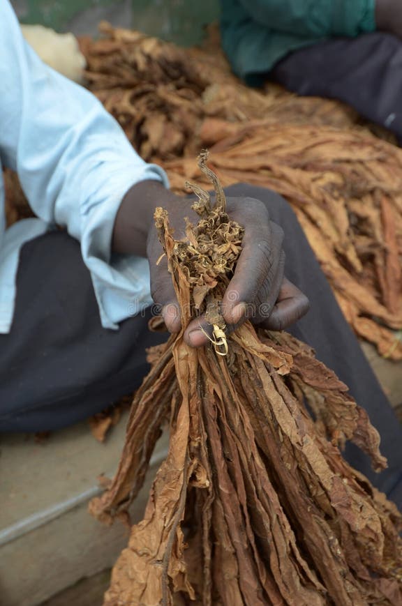 Tobacco stock image. Image of agriculture, foot, planting - 19508109