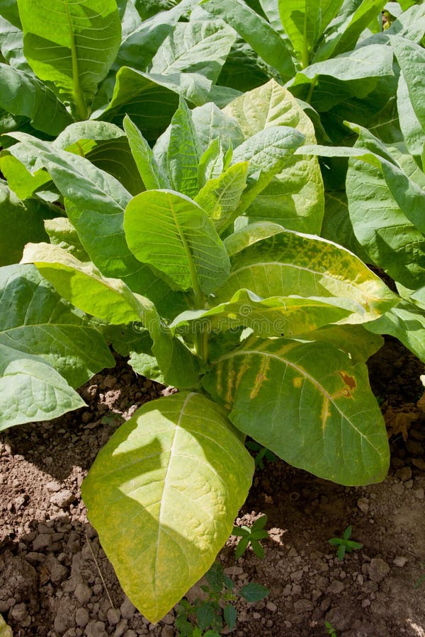 Tobacco stock image. Image of tobacco, plant, turned - 26189935