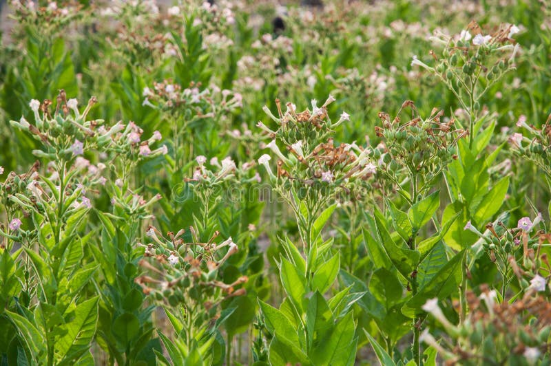 Tobacco stock image. Image of hair, cigarette, nicotine - 29136059