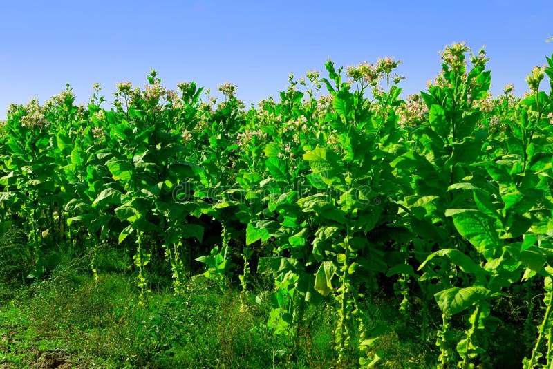 Tobacco stock photo. Image of leaf, farming, nicotiana - 4969380