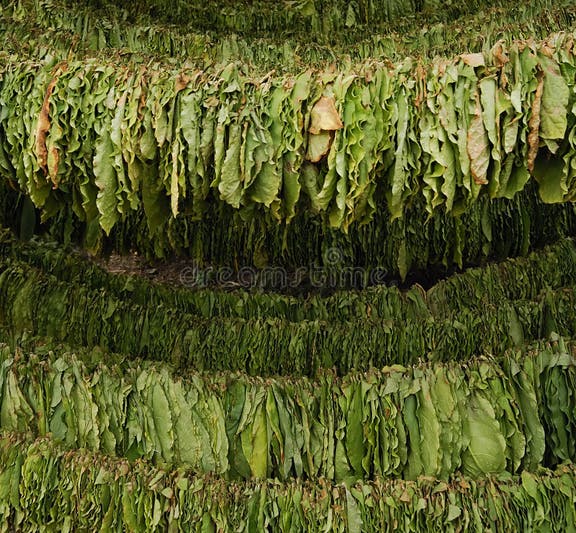 Tobacco stock image. Image of smoke, flora, agriculture - 6807279